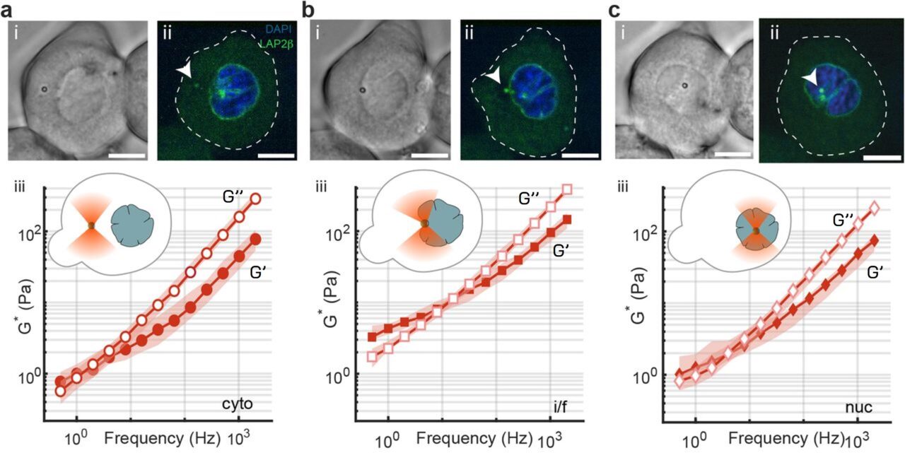 Intracellular rheology for cell elasticity and viscosity measurements